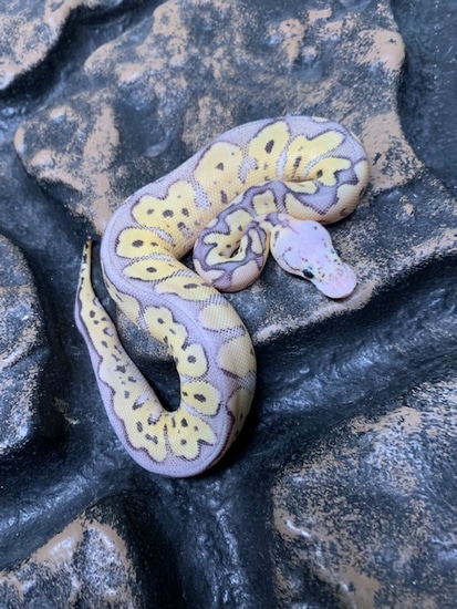 Killer Clown Ball Python by Carolina Reptiles