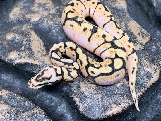 Bumble Bee Het Pied Ball Python by Carolina Reptiles