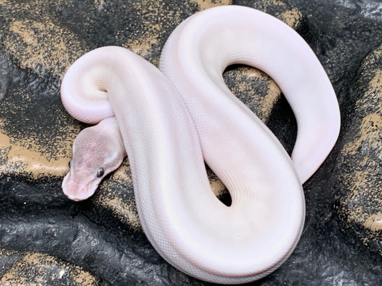 Blue Eye Leucistic Poss Het Albino Ball Python by Carolina Reptiles