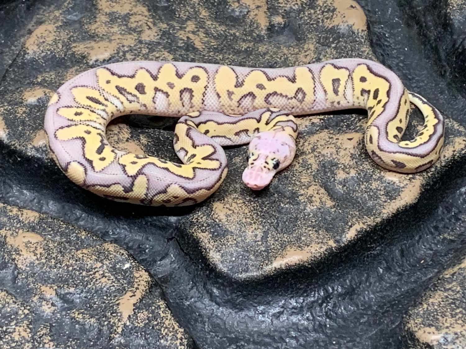 Killer Clown Ball Python by Carolina Reptiles - MorphMarket