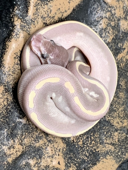 Mystic Potion Ball Python by Carolina Reptiles