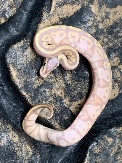 Banana Het Clown Ball Python by Carolina Reptiles