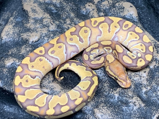 Caramel Albino Poss Het Pied Ball Python by Carolina Reptiles