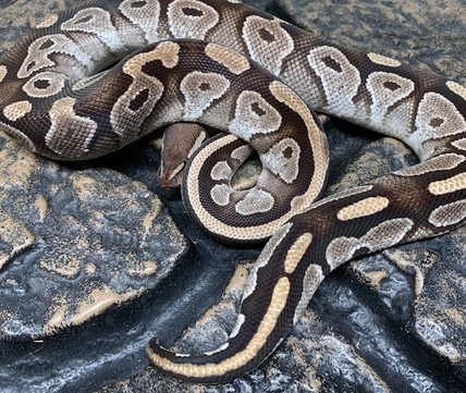 Proven Female Mojave Het Albino Ball Python by Carolina Reptiles