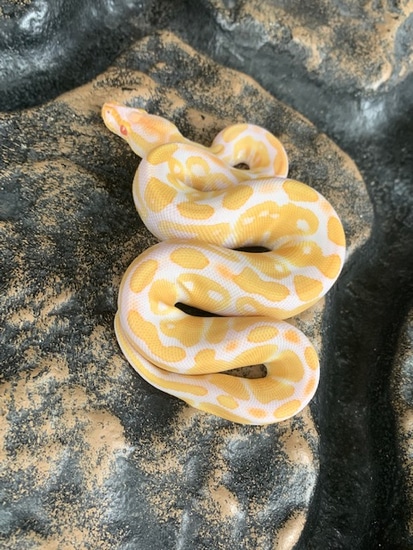 Albino Ball Python by Carolina Reptiles