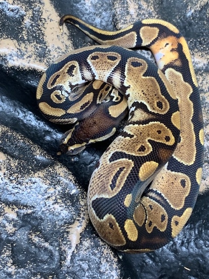 Het Albino Het Pied Ringer Ball Python by Carolina Reptiles