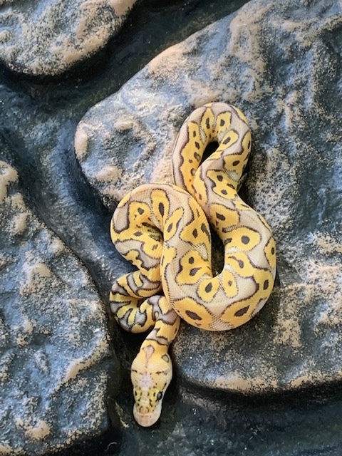 Killer Clown Ball Python by Carolina Reptiles - MorphMarket