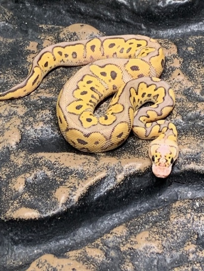 Killer Clown Ball Python by Carolina Reptiles