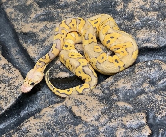 Killer Clown Ball Python by Carolina Reptiles