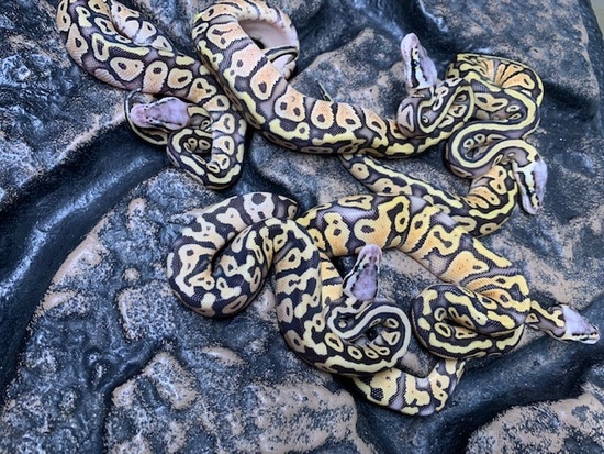 SALE! Super Pastel Het Clowns Ball Python by Carolina Reptiles