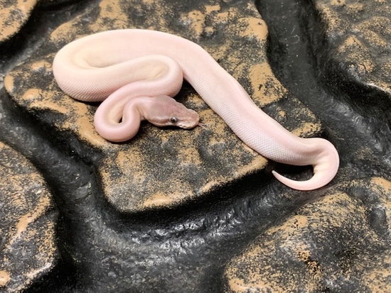 Blue Eyed Leucistic Ball Python by Carolina Reptiles