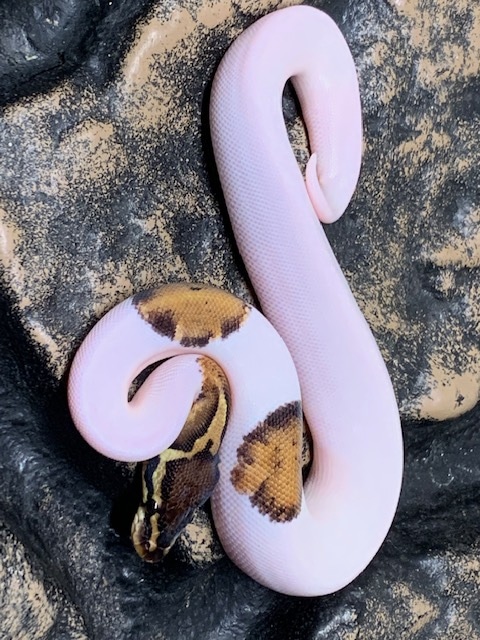 Pied #13 Ball Python by Carolina Reptiles - MorphMarket
