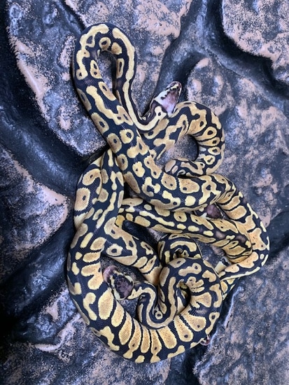 SALE! Pastel Het Clowns Ball Python by Carolina Reptiles