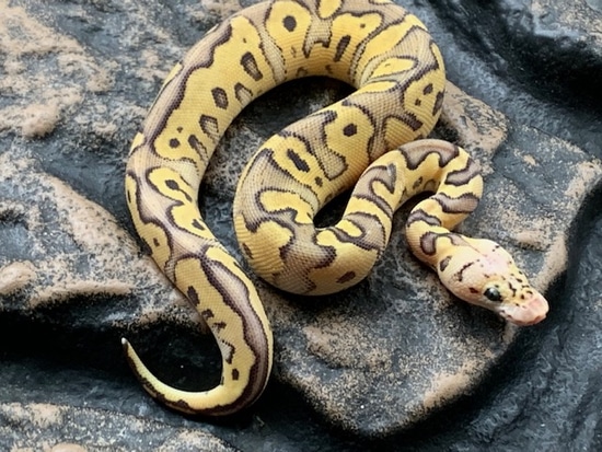 Killer Clown #77 Ball Python by Carolina Reptiles