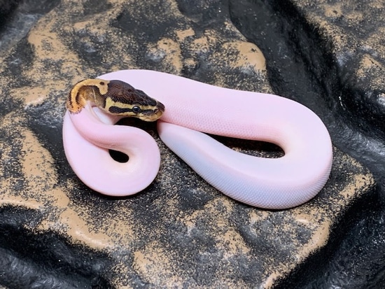 Pied Het Albino #9 Ball Python by Carolina Reptiles