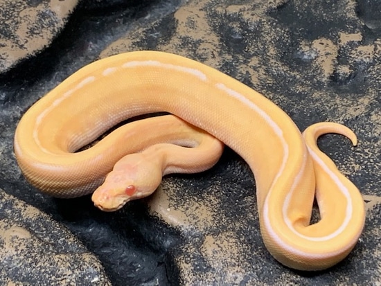 Albino Genetic Stripe #75 Ball Python by Carolina Reptiles