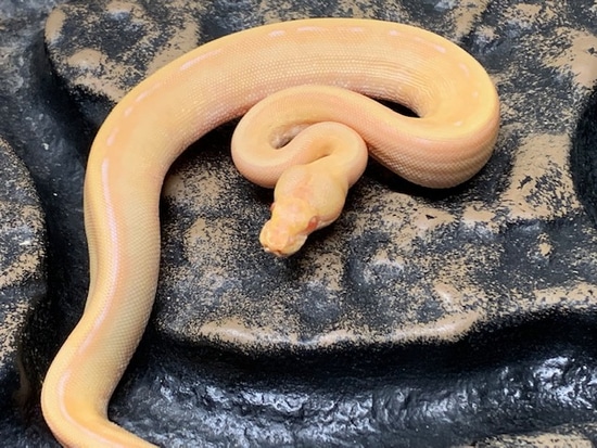 Albino Genetic Stripe #1 Ball Python by Carolina Reptiles