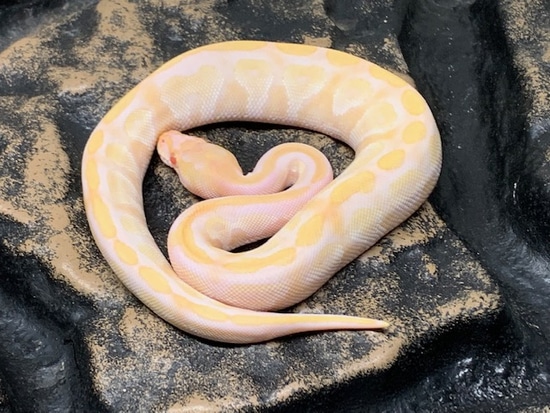 Albino Mojave #7 Ball Python by Carolina Reptiles