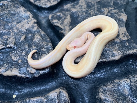 Albino Genetic Stripe #8 Ball Python by Carolina Reptiles