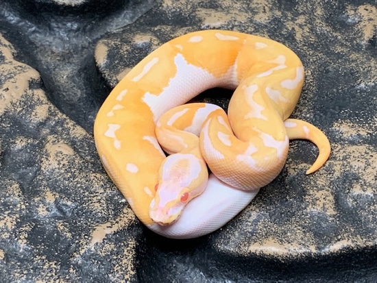 Albino Pied #20 Ball Python by Carolina Reptiles