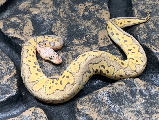 Killer Clown Ball Python by Carolina Reptiles
