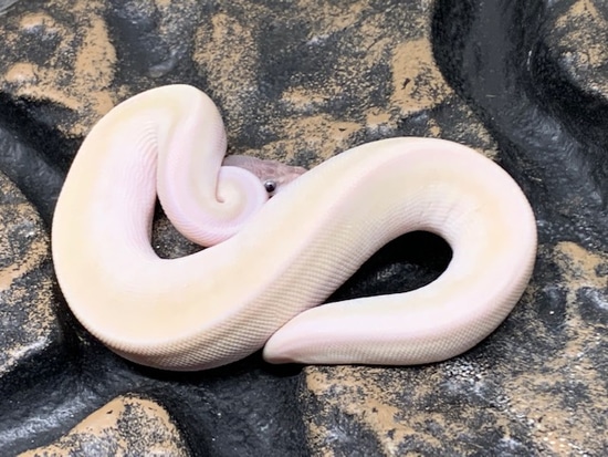 Blue Eyed Leucistic Pos Het Albino Ball Python by Carolina Reptiles