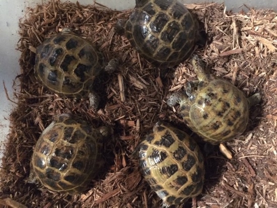 Russian Tortoises by Carolina Reptiles