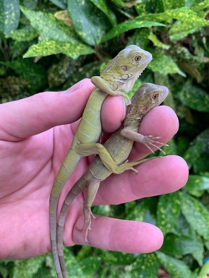 Lime Green Zero Iguanas Green Iguana by Carolina Reptiles