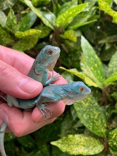 Blue Iguanas Green Iguana by Carolina Reptiles