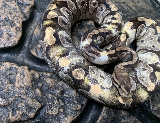 Proven Female Paradox Het Albino Ball Python by Carolina Reptiles