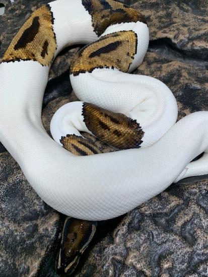 Proven Female Pied Ball Python by Carolina Reptiles
