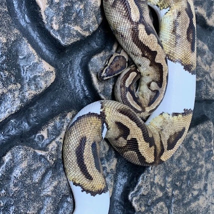 Carolina Reptiles - MorphMarket