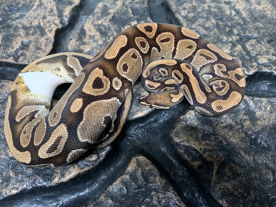 Ringer Het Pied And Albino Adult Female Ball Python by Carolina Reptiles