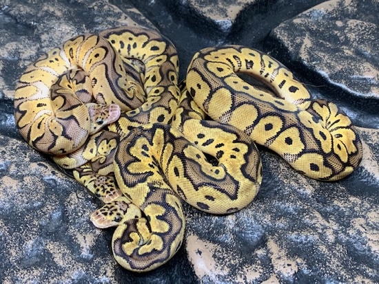 4 Lot Of Pastel Clowns Ball Python by Carolina Reptiles