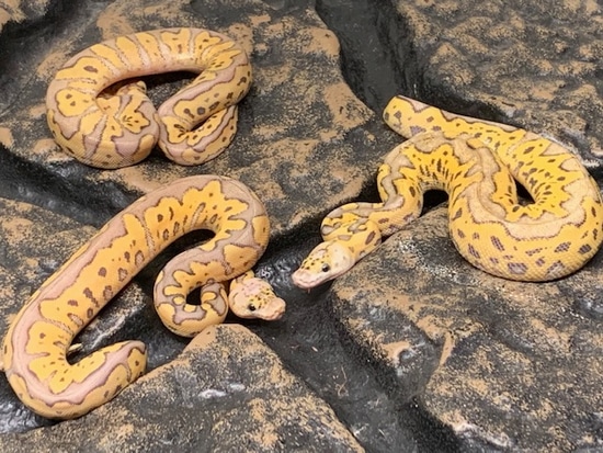 3 Lot Of Killer Clowns Ball Python by Carolina Reptiles