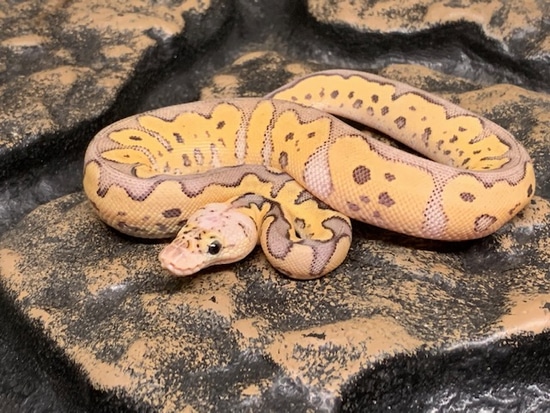 Killer Clown Ball Python by Carolina Reptiles