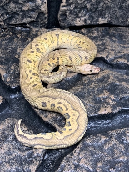 Adult Killer Clown Ball Python by Carolina Reptiles