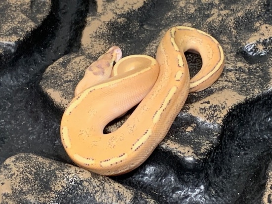 Pastel Puma Ball Python by Carolina Reptiles
