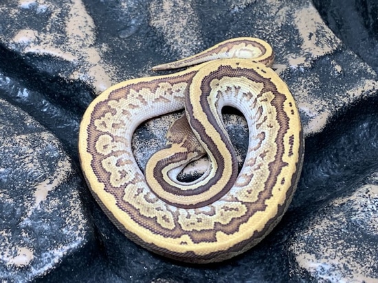 Jigsaw Ball Python by Carolina Reptiles