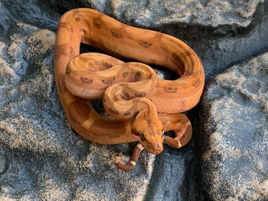 Hypo Blood Boa Boa Constrictor by Carolina Reptiles