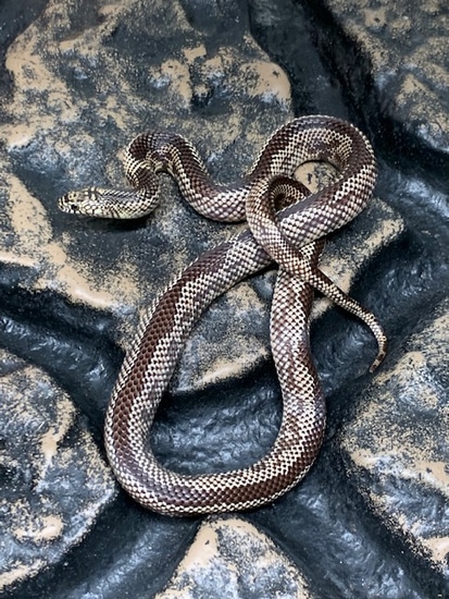 Blaze Blotched Goins Kingsnake Apalachicola Kingsnake by Carolina Reptiles