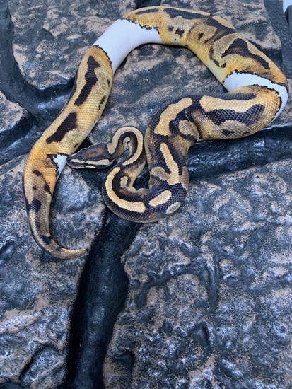 Leopard Pied Ball Python by Carolina Reptiles