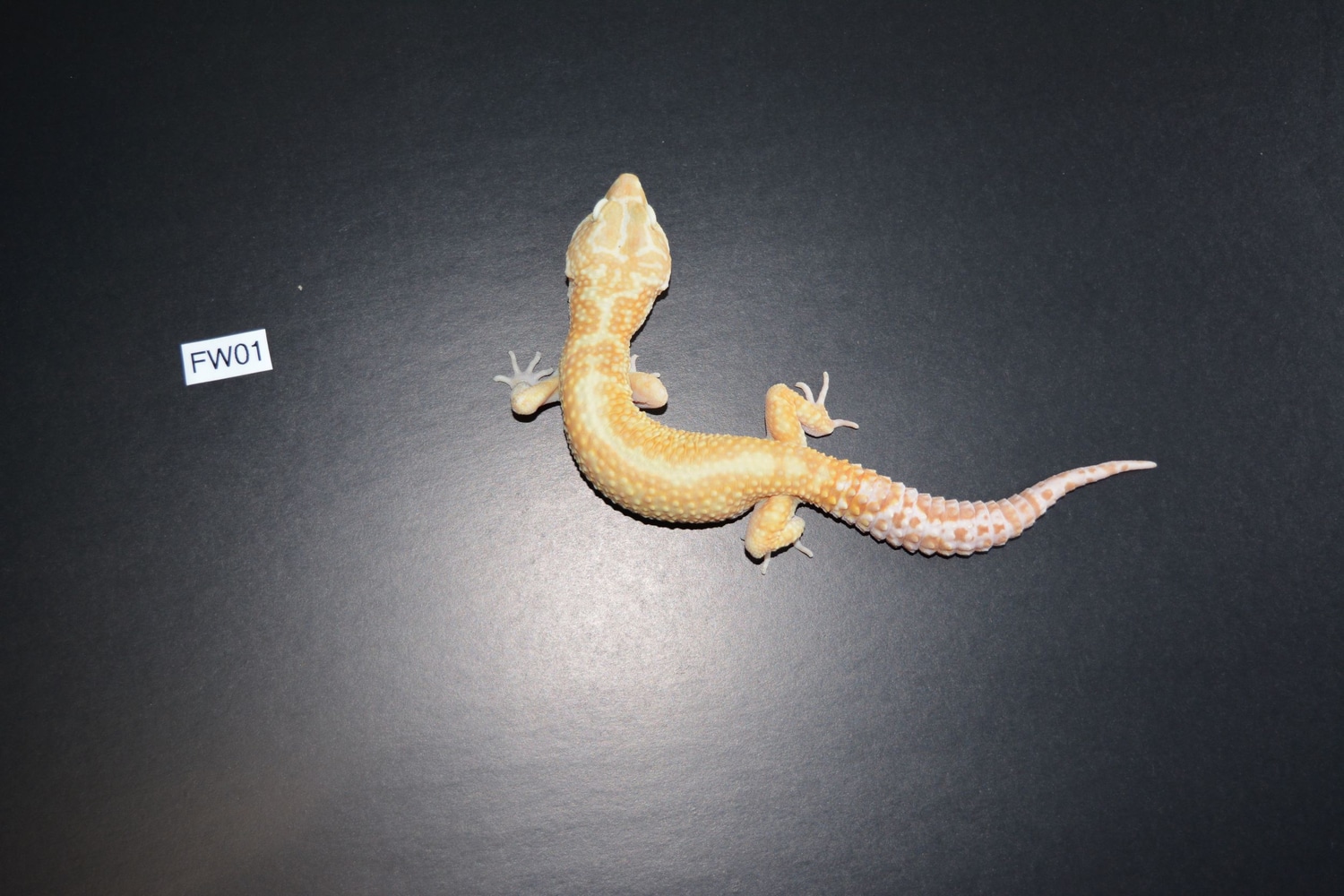 Firewater Leopard Gecko by Dambro Reptiles - MorphMarket