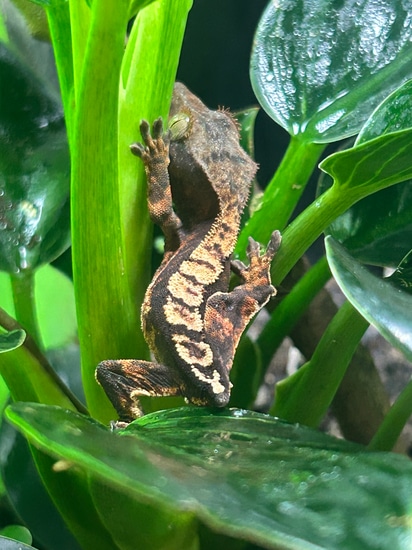 Tailless Tricolor Crested Gecko by Evolve Exotics