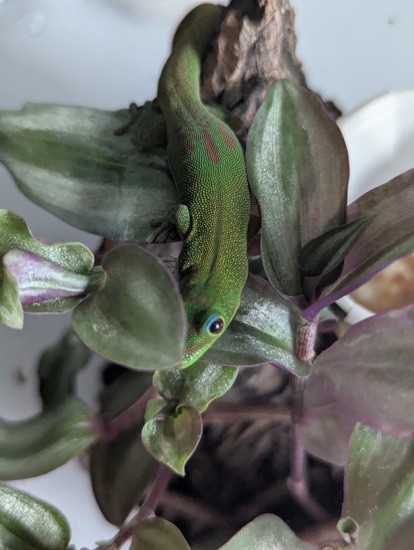 Gold Dust Day Geckos by Evolve Exotics