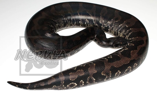 Black Sumatran Short-Tailed Python by Nebula Exotics