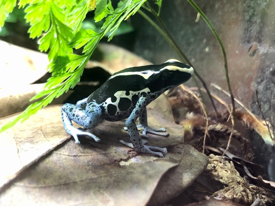 Dendrobates Tinctorius “Powder Blue/Gray Dyeing Dart Frog by Nebula Exotics