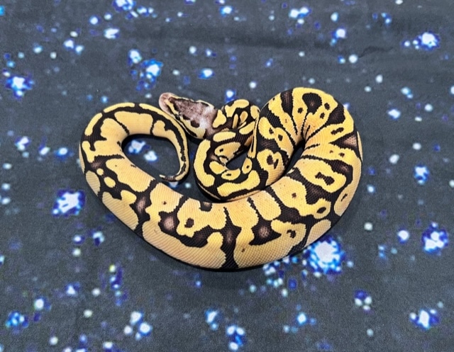 Firefly Pos Het Ghost Pos Het Clown Ball Python by Nebula Exotics ...