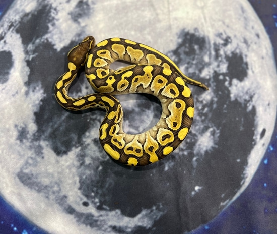 Lesser Ball Python by Nebula Exotics