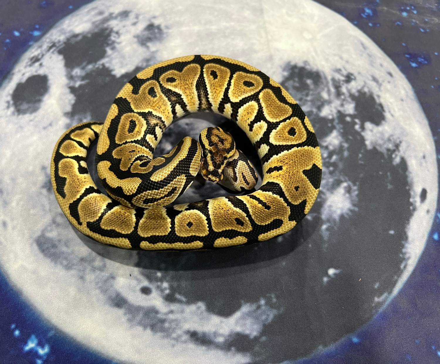Spotnose Het Clown Ball Python by Nebula Exotics - MorphMarket